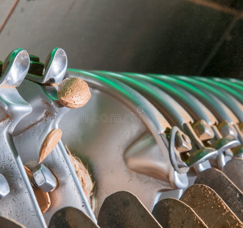 The working of almonds stock photo. Image of phase, process - 183077746