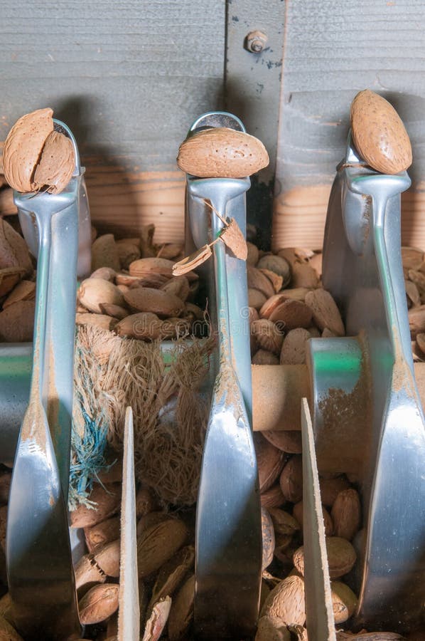 The working of almonds stock photo. Image of separator - 183105552