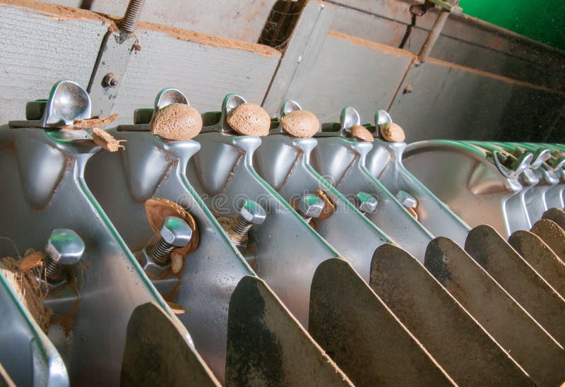 The working of almonds stock image. Image of product - 183106613