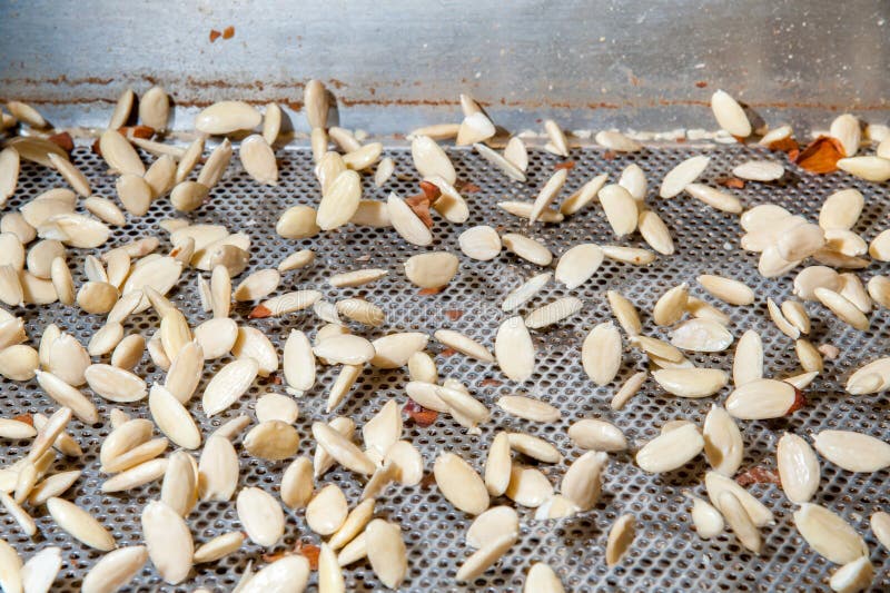 The working of almonds stock photo. Image of nutrition - 183107844
