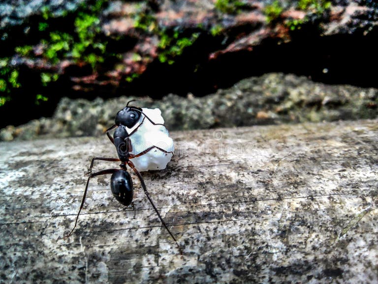 A working ant stock photo. Image of ants, hardwork, working - 78138308