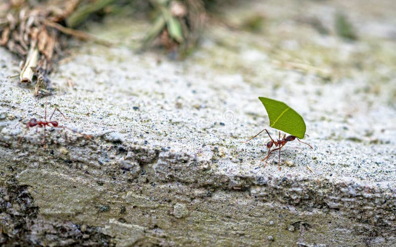 Working Ants Carrying Leafs and Working for the Colony Stock Photo ...