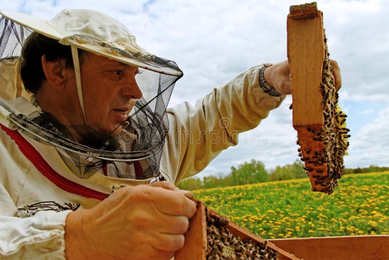 Apiarist and Frame with Bees. Stock Image - Image of male, senior: 19629855