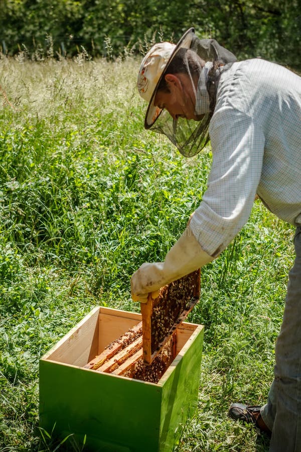 Working apiarist stock image. Image of fence, work, beeswax - 31575515