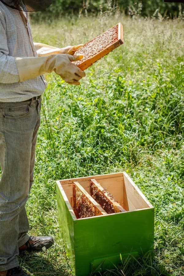 Apiarist stock image. Image of protective, apiary, apiculture - 27269897
