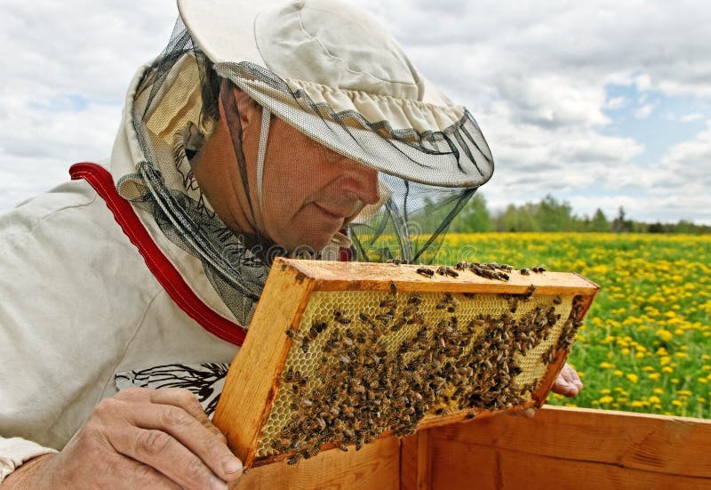 Working apiarist. stock image. Image of beeswax, honeycomb - 35230383