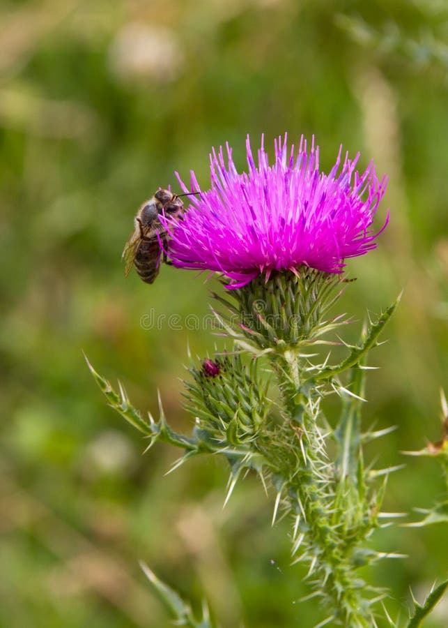 Working bee stock image. Image of thorn, blooming, colorful - 22079907