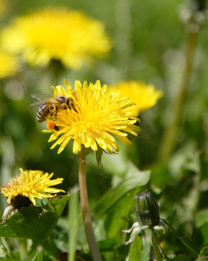 Working bee stock photo. Image of summer, insect, close - 22159092