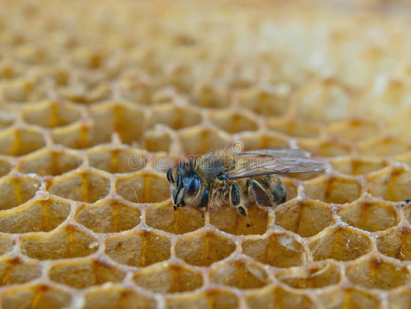 Working bee stock photo. Image of nature, cell, honey - 37684494
