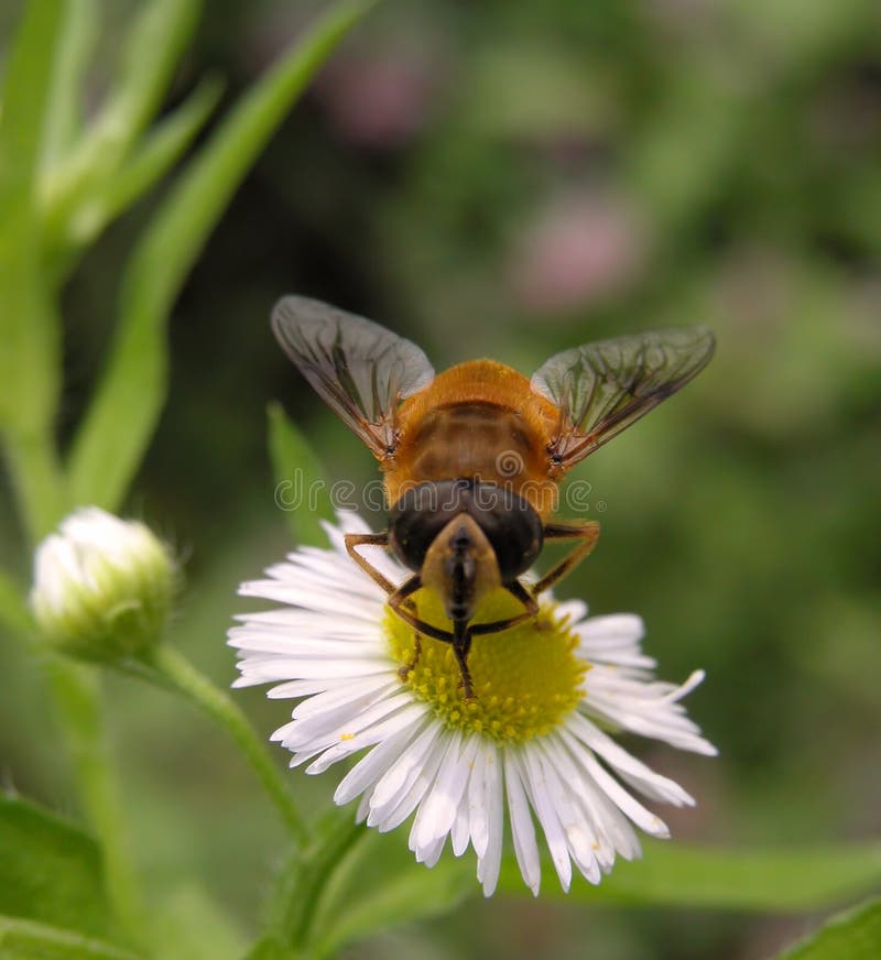 Working bee stock image. Image of nature, brown, food, field - 958989