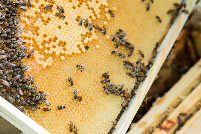 Working Bee on Comb Foundation. Colony of Bees Stock Image - Image of ...