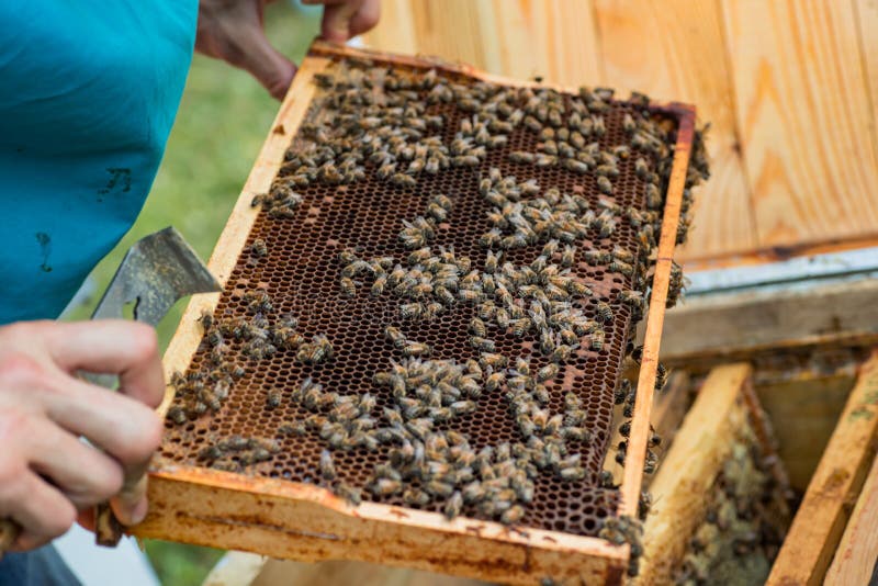 Working Bee on Comb Foundation. Colony of Bees Stock Photo - Image of ...
