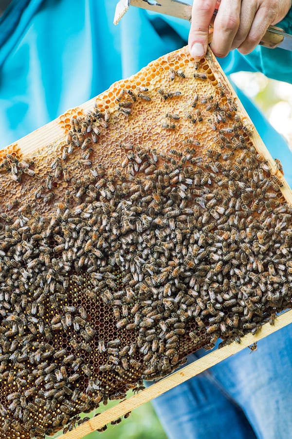 Working Bee on Comb Foundation. Colony of Bees Stock Photo - Image of ...