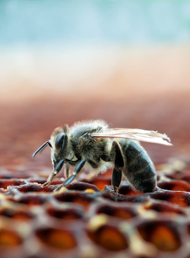 Working bee stock image. Image of nature, natural, macro - 87315531