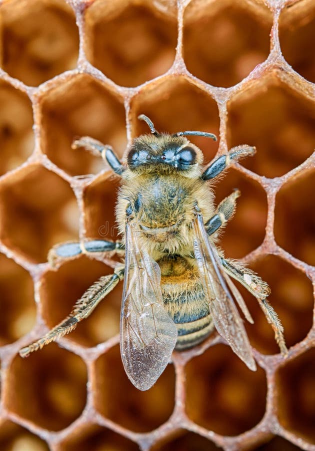 Working bee stock image. Image of honey, wild, healthy - 88354719