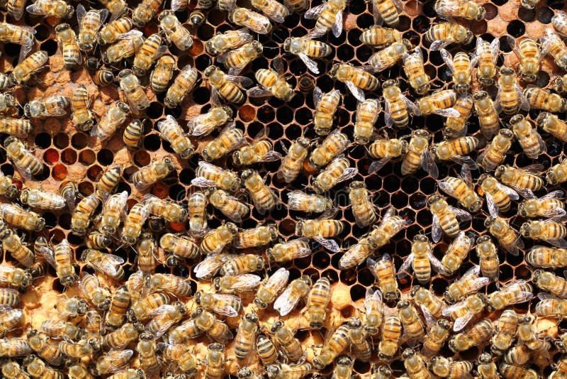 Working bee stock image. Image of macro, health, teamwork - 41150461