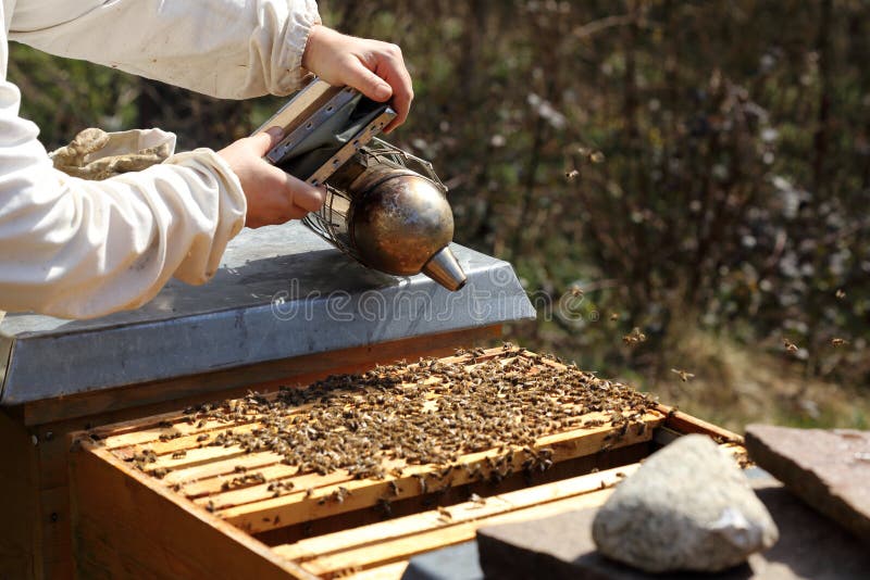 Working Bee Keeper with Smoker Stock Image - Image of clothing, farm ...