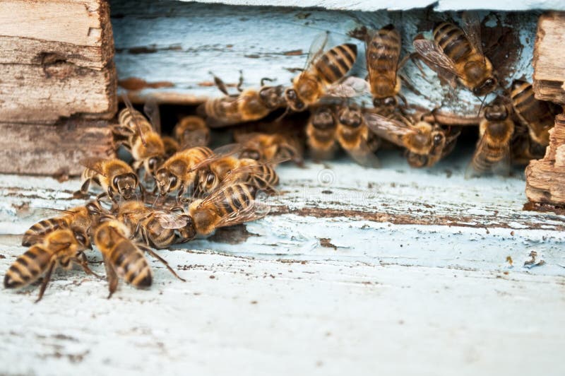 Working bee close-up stock photo. Image of agility, golden - 151679156