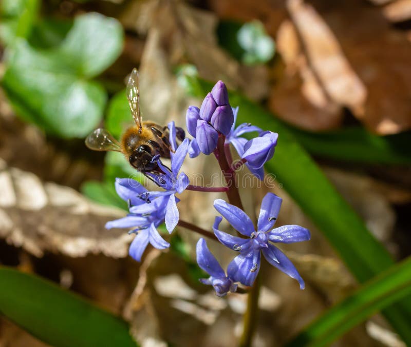 Working Bee on a Scylla Flowers in the Park in Spring Stock Photo ...