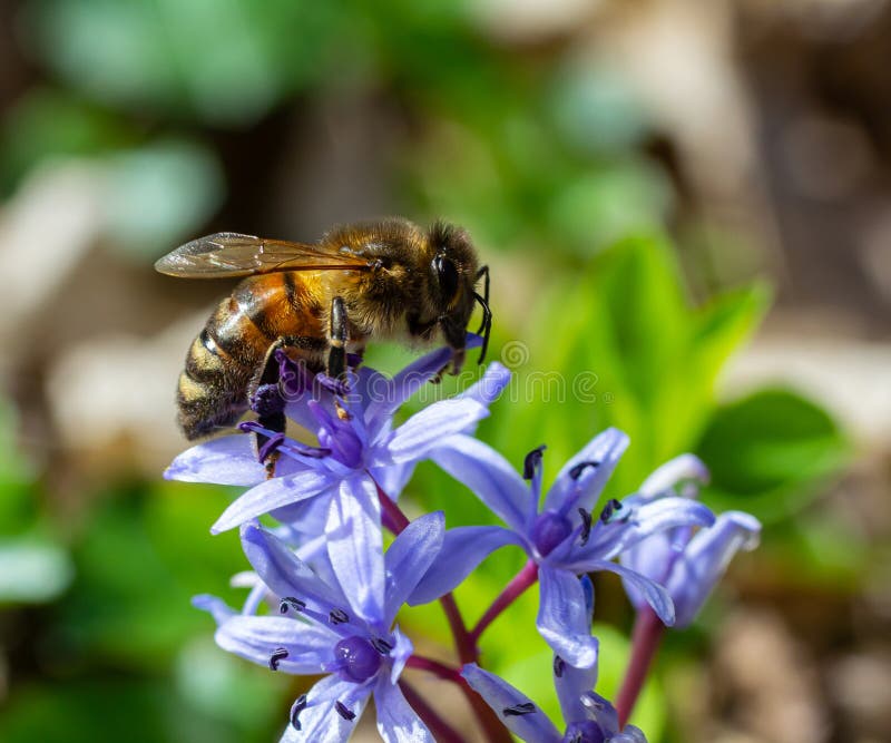 Working Bee on a Scylla Flowers in the Park in Spring Stock Photo ...
