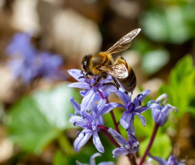 Working Bee on a Scylla Flowers in the Park in Spring Stock Photo ...