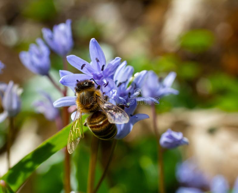 Working Bee on a Scylla Flowers in the Park in Spring Stock Photo ...