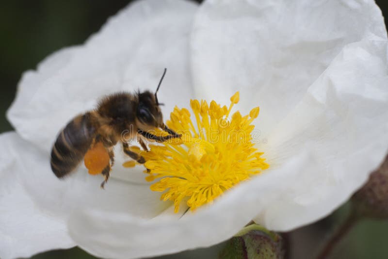 Working bee stock photo. Image of outdoors, flower, holding - 120907106
