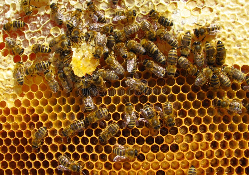 Queen Bee on Comb with Worker Bees Stock Image - Image of macro, colony ...