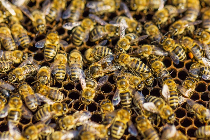 Working bees. Beekeeping stock photo. Image of honeybee - 171451680