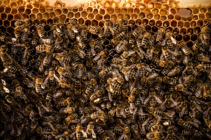 Working bees stock image. Image of beehive, suit, farm - 59263833