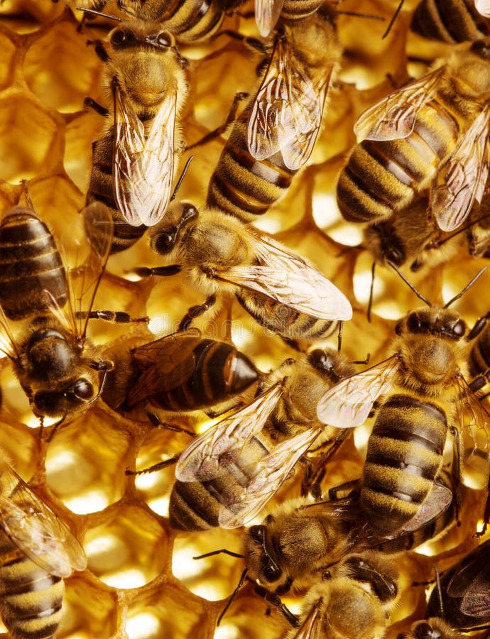 Working bees stock photo. Image of leadership, honeyed - 36103460