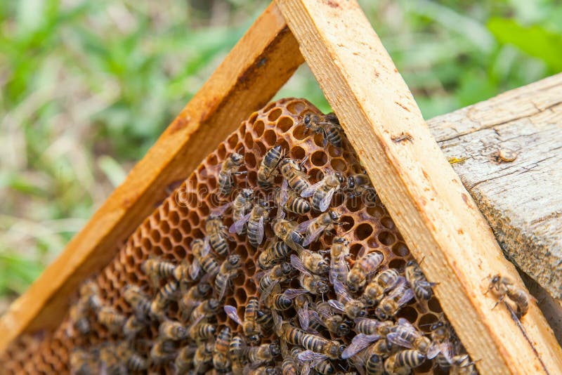Working Bees in a Hive on Honeycomb. Close Up View of the Working Bees ...