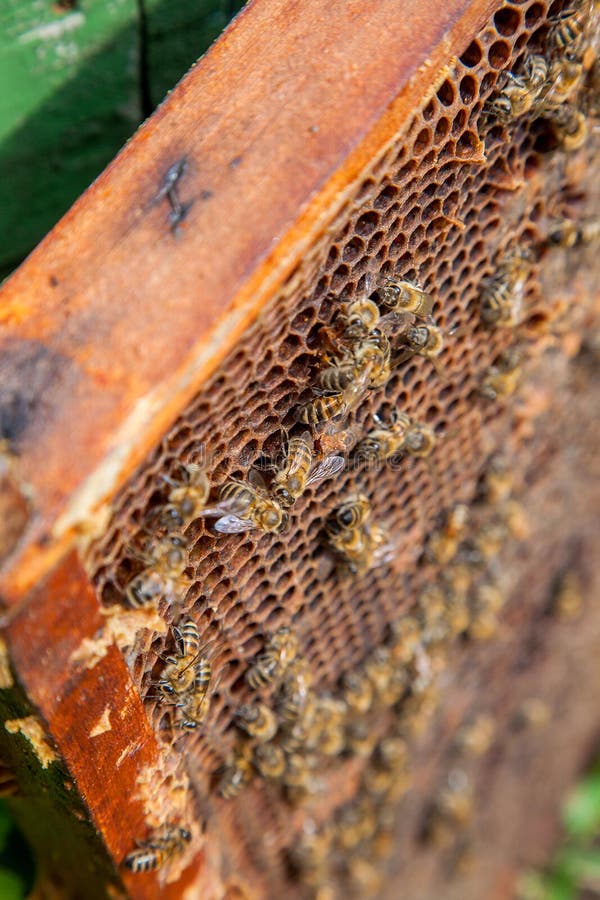 Working Bees in a Hive on Honeycomb. Close Up View of the Working Bees ...