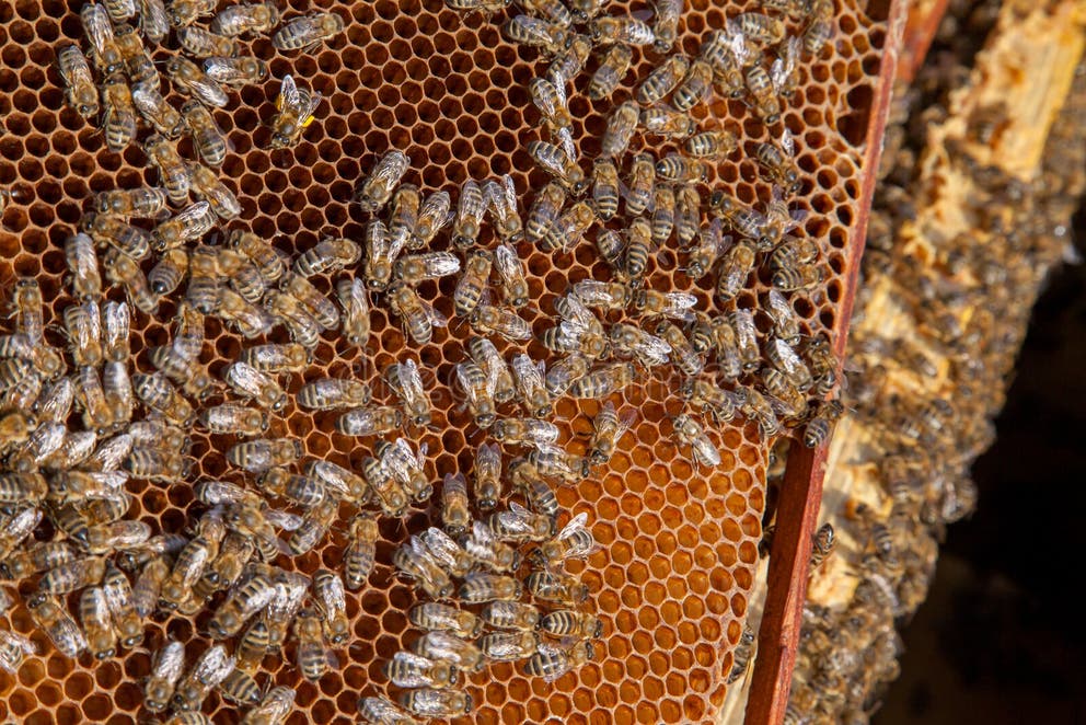 Working Bees in a Hive on Honeycomb. Close Up View of the Working Bees ...