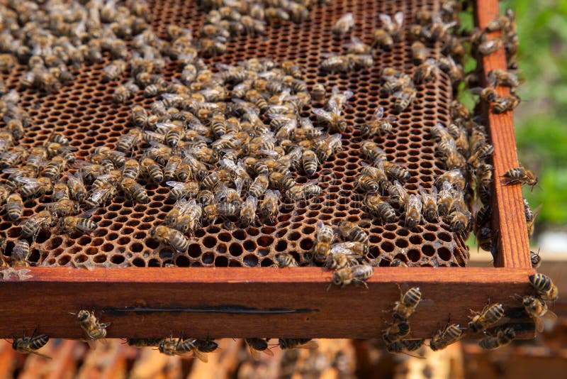 Working Bees in a Hive on Honeycomb. Close Up View of the Working Bees ...