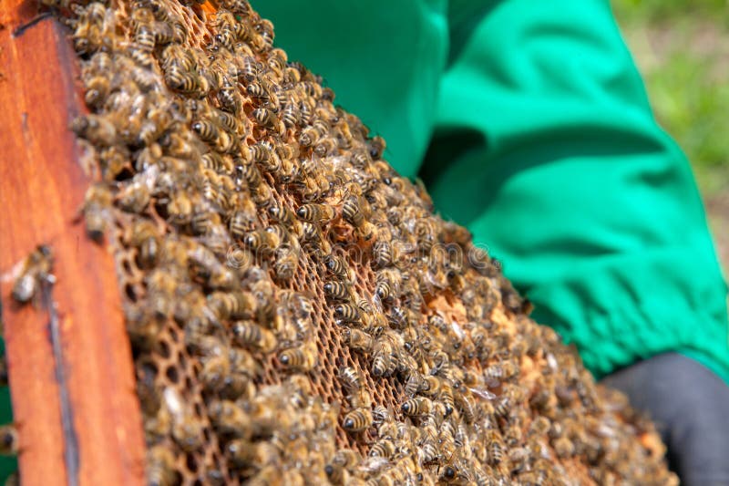Working Bees in a Hive on Honeycomb. Close Up View of the Working Bees ...