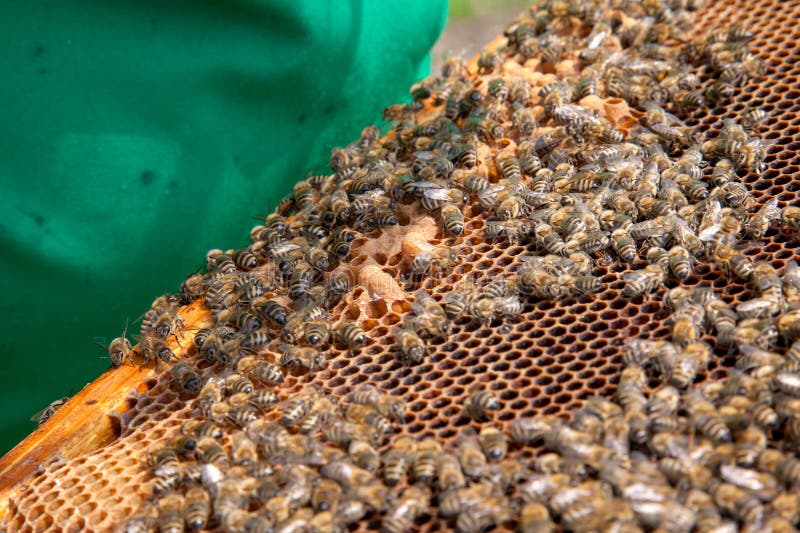 Working Bees in a Hive on Honeycomb. Close Up View of the Working Bees ...