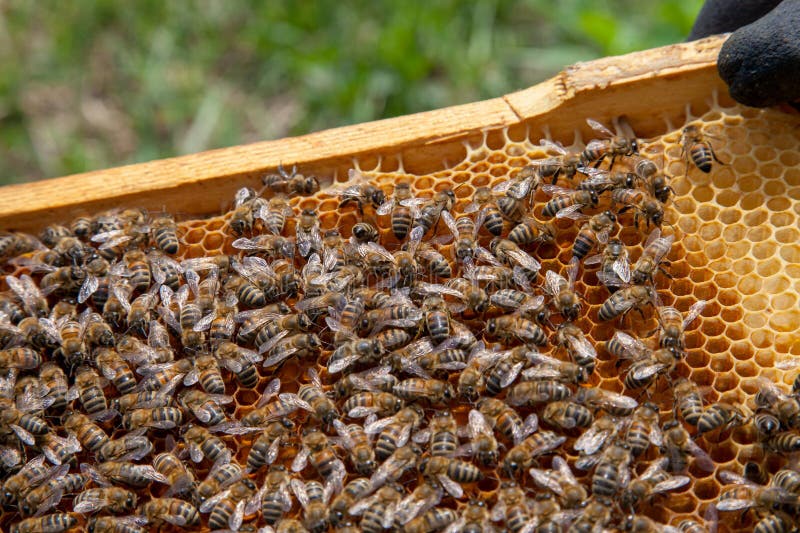 Working Bees in a Hive on Honeycomb. Close Up View of the Working Bees ...