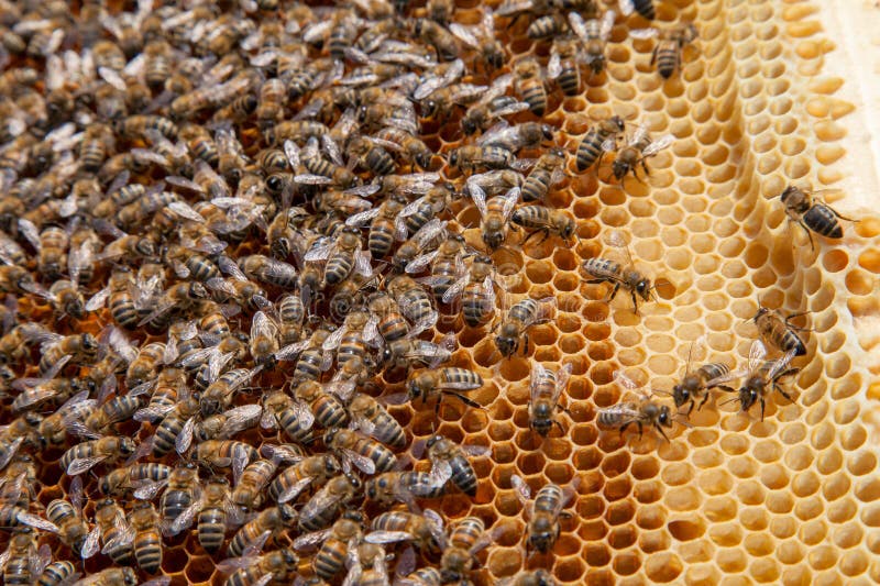 Working Bees in a Hive on Honeycomb. Close Up View of the Working Bees ...