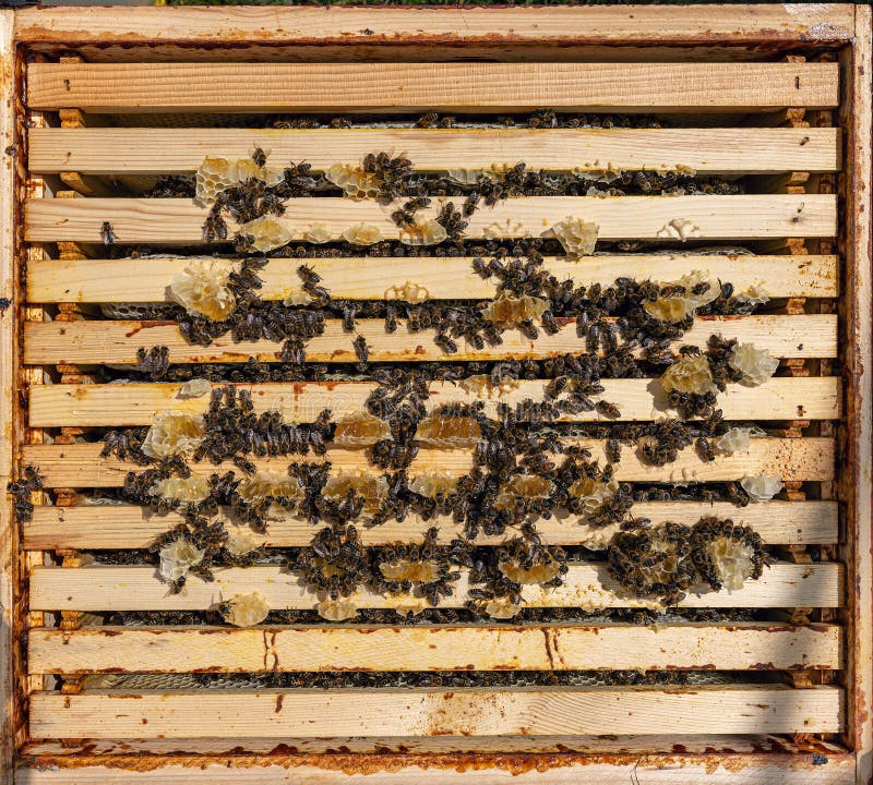Working Bees in a Hive on Honeycomb. Close Up View of the Working Bees ...