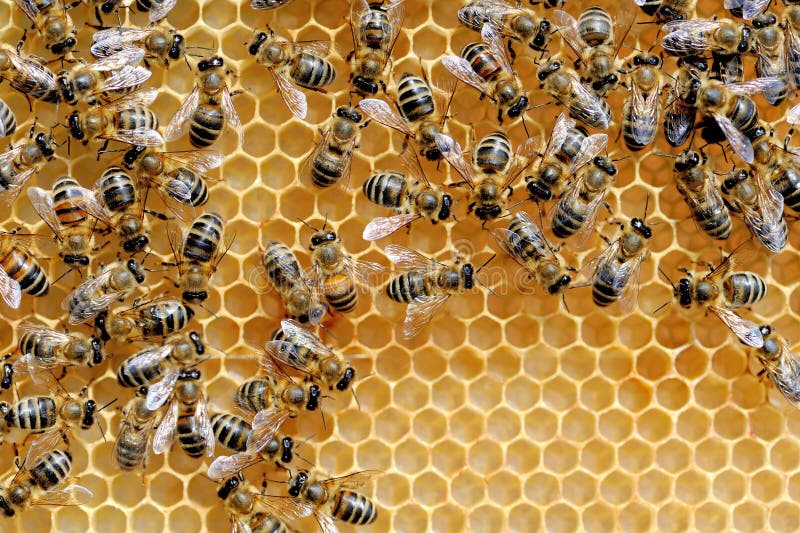 Queen Bee on Comb with Worker Bees Stock Image - Image of macro, colony ...
