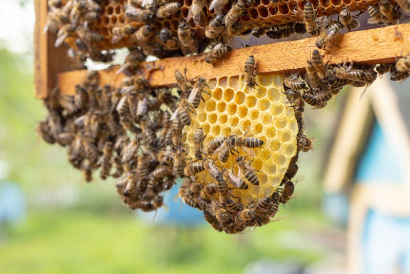 The Working Bees on Honey Cells in a Hive Stock Photo - Image of hive ...