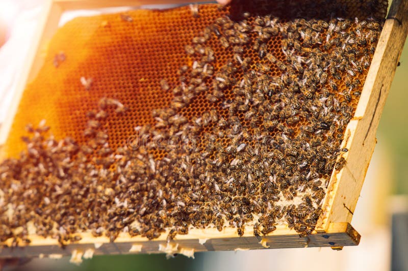 Working Bees on Honeycomb. Frames of a Bee Hive Stock Photo - Image of ...