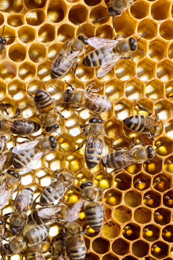 Working bee stock photo. Image of insects, praiseworthy - 32447334