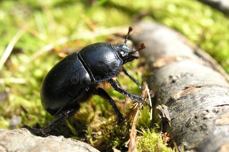 A Working Beetle Picture. Image: 5714062