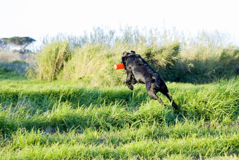 Working Black Labrador Retriever Picture. Image: 6321484