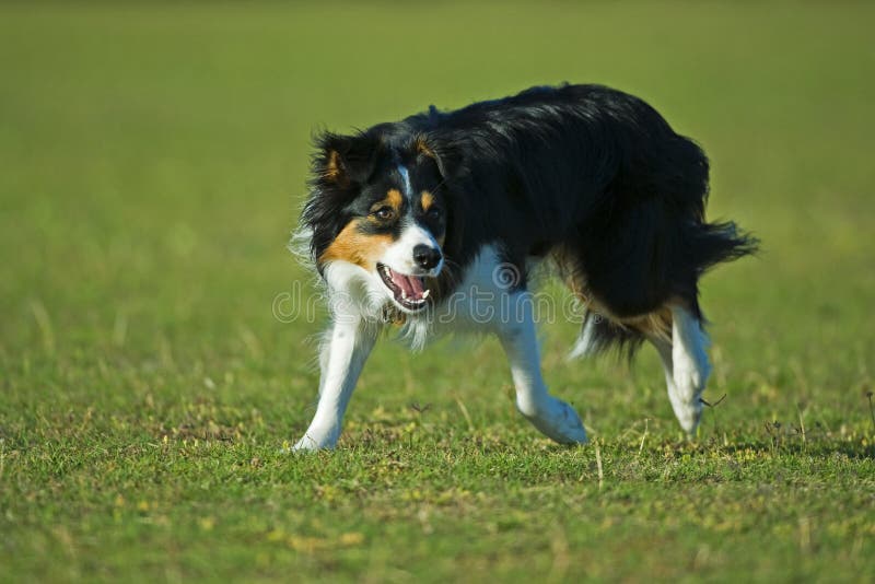 Working Border Collie stock image. Image of friend, pedigree - 12297517