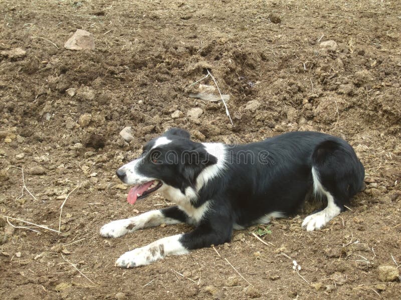 Working Border Collie stock image. Image of blue, cattledog - 5649103
