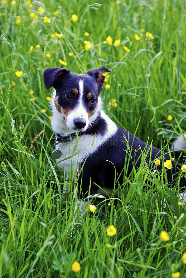 Working border jack stock photo. Image of happy, relaxed - 5722024