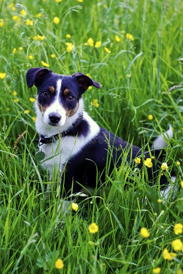 Working border jack stock image. Image of stud, farm, rural - 5722037